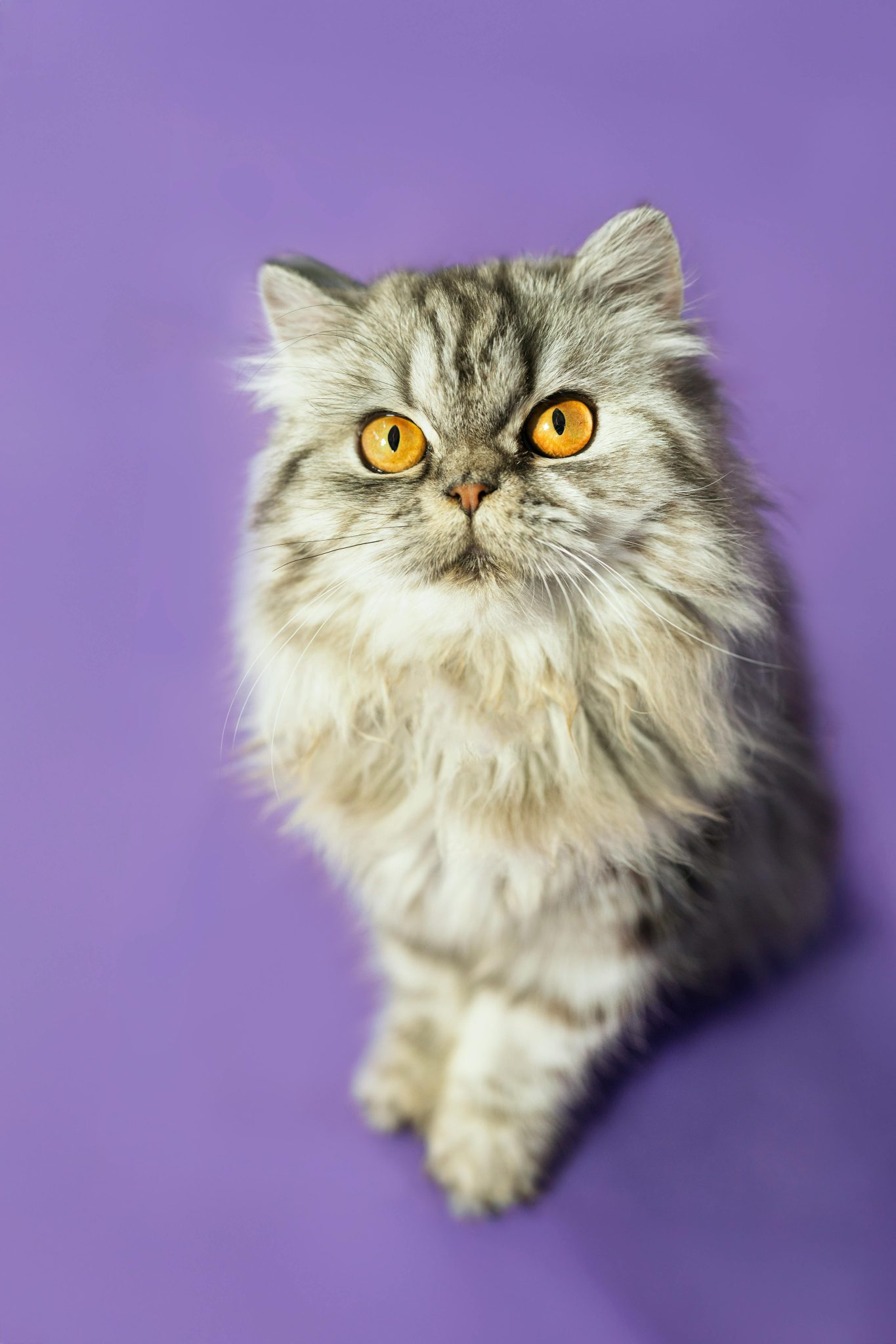 Persian Cat Types & Colors: Coat Patterns & Stunning Shades