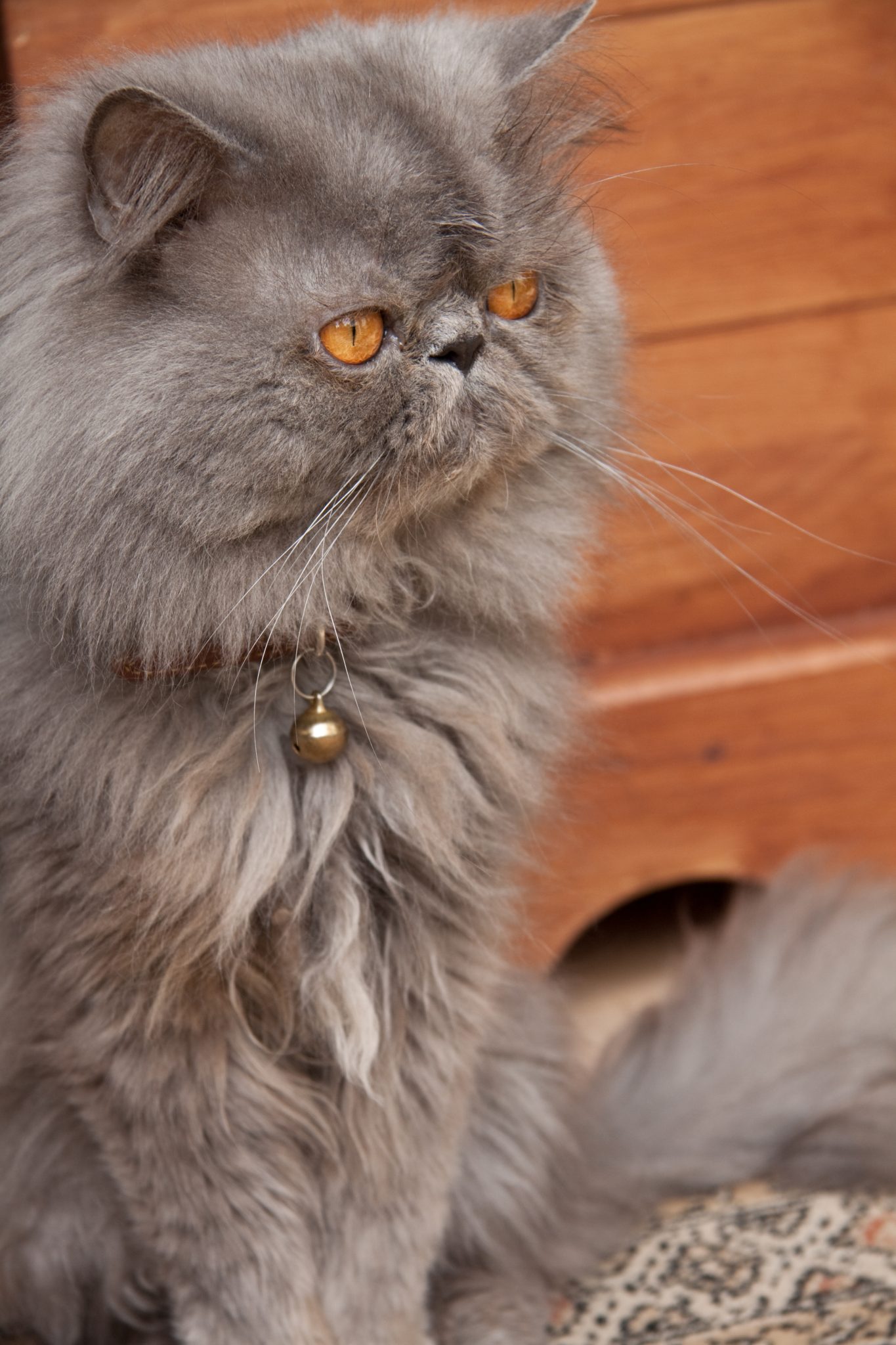 Grey Persian Cat: Personality, Care, Price & Photos