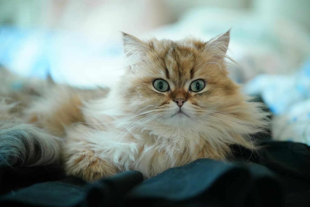 Persian Cat Types & Colors: Coat Patterns & Stunning Shades