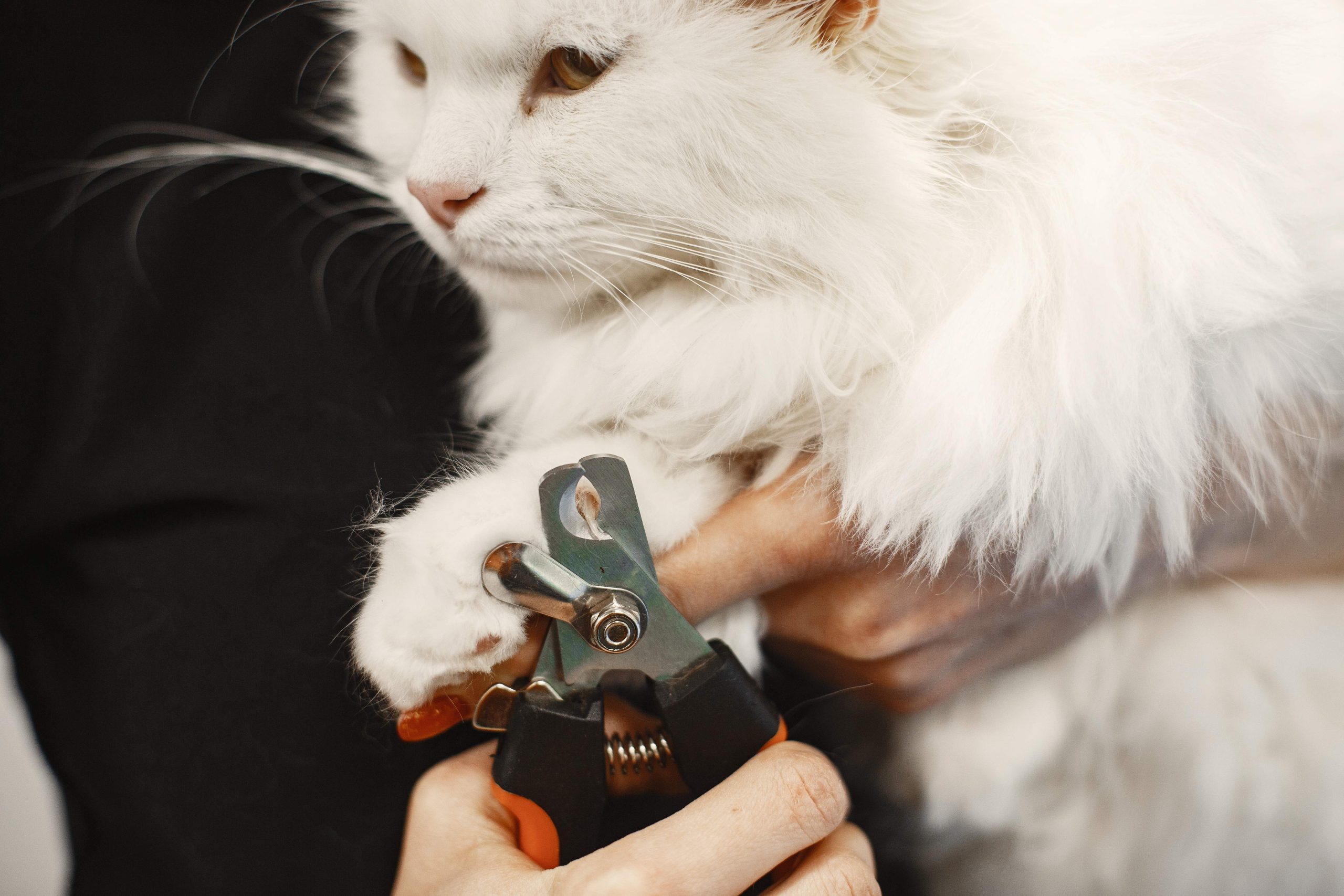 How To Trim Cat Claws: Easy Home Guide With Clippers